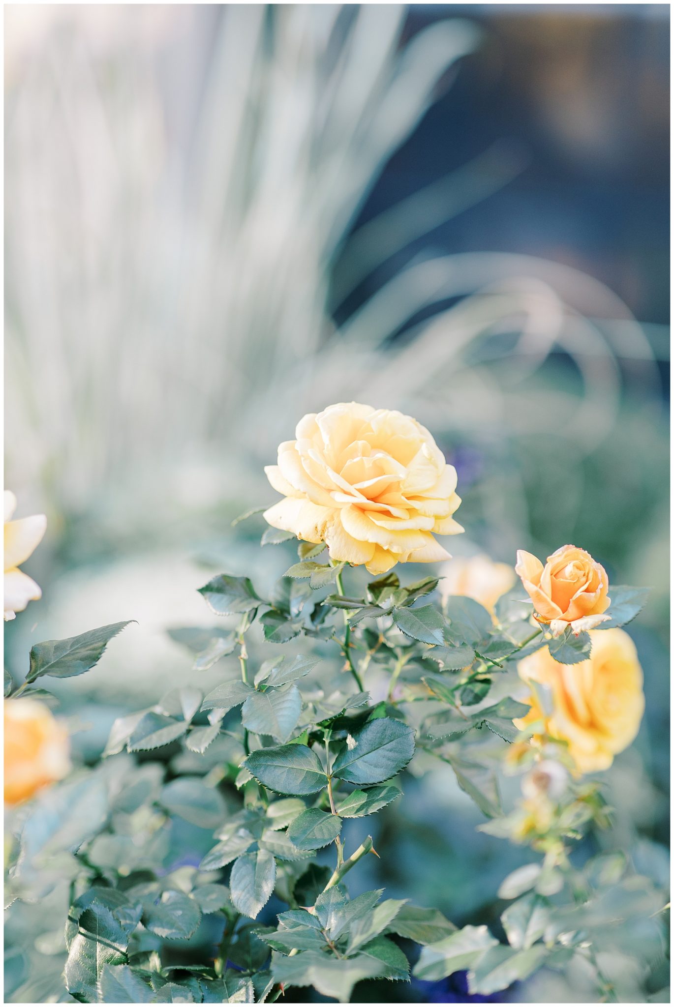 Intimate Boston Engagement | Boston Engagement Photographer